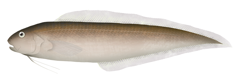 Australian Tusk - Dannevigia Tusca | Marinewise