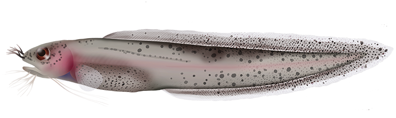 Bearded Cusk - Brotula Multibarbata | Marinewise