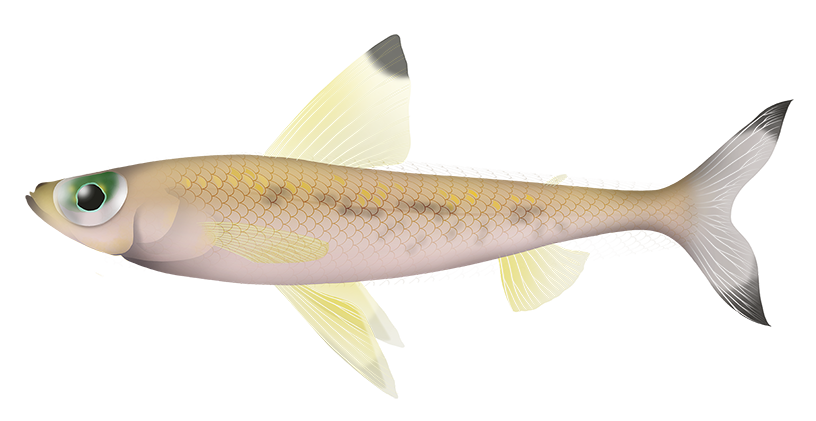 Blacktip Cucumberfish - Paraulopus Nigripinnis | Marinewise
