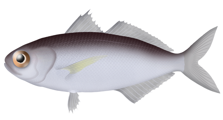 Coastal Cubehead - Cubiceps Whiteleggi | Marinewise