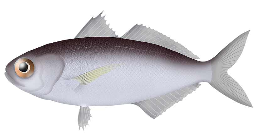 Coastal Cubehead - Cubiceps Whiteleggi | Marinewise