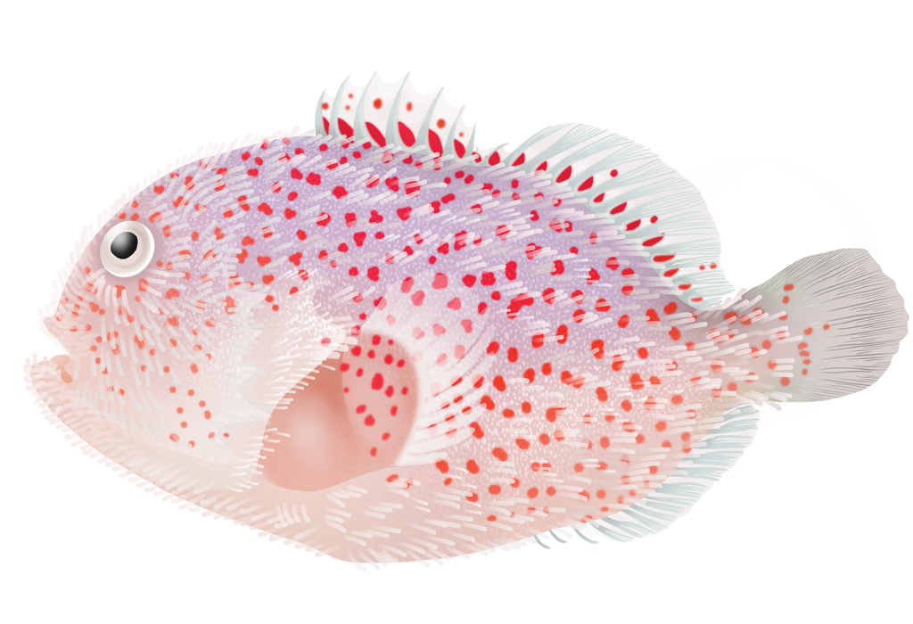 Spotted Croucher - Caracanthus Maculatus | Marinewise