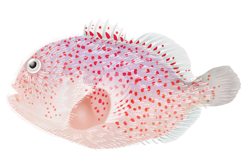 Spotted Croucher - Caracanthus Maculatus | Marinewise