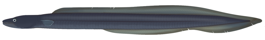 Eastern Conger - Conger Wilsoni | Marinewise