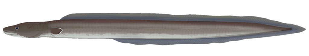 Blacklip Conger - Conger Cinereus | Marinewise