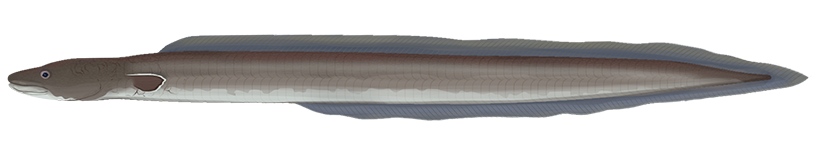 Blacklip Conger - Conger Cinereus | Marinewise