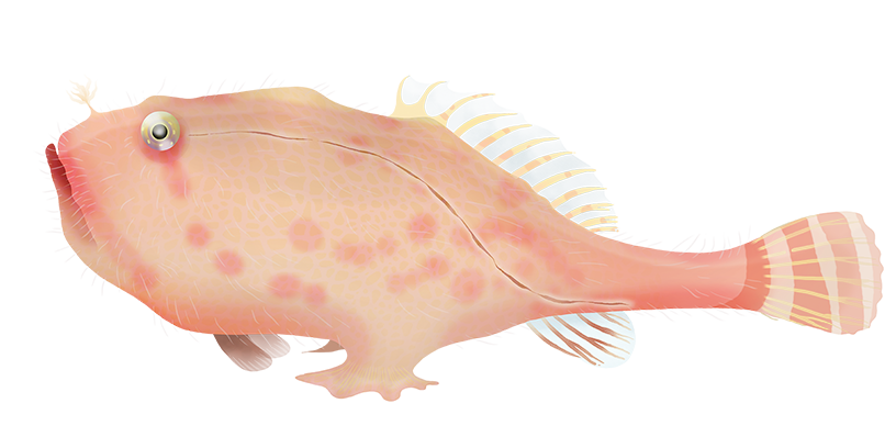 Tasseled Coffinfish - Chaunax Fimbriatus | Marinewise