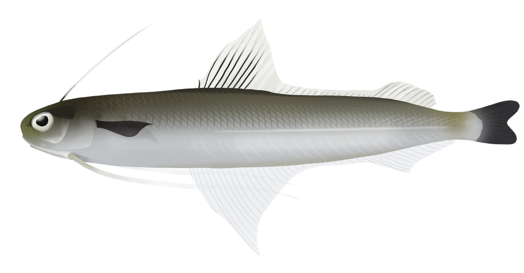 Unicorn Codlet - Bregmaceros Mcclellandi | Marinewise