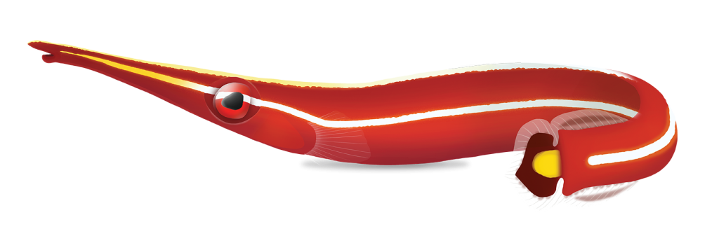 Striped Clingfish - Diademichthys Lineatus | Marinewise