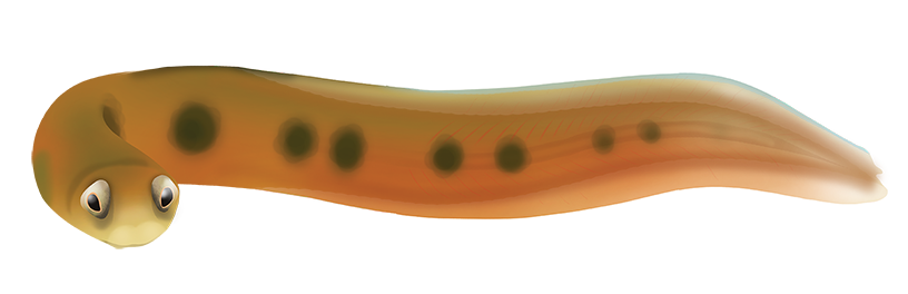 Common Shore Eel - Alabes Dorsalis | Marinewise