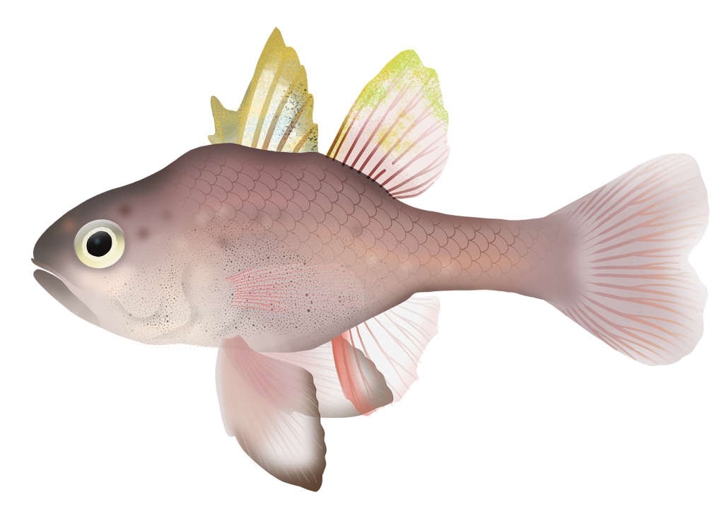 Southern Cardinalfish - Vincentia Conspersa | Marinewise