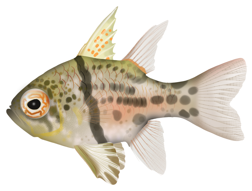 Orbicular Cardinalfish - Sphaeramia Orbicularis | Marinewise