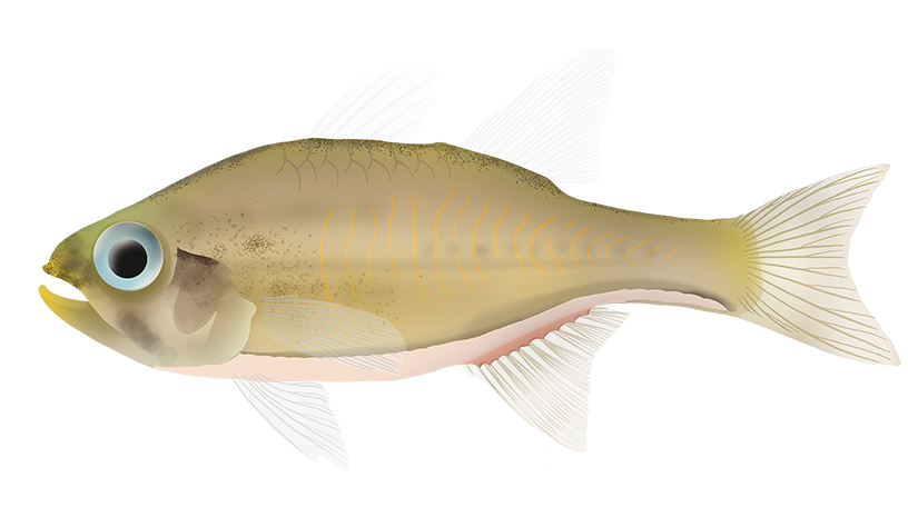 Pinkbreast Siphonfish - Siphamia Roseigaster | Marinewise