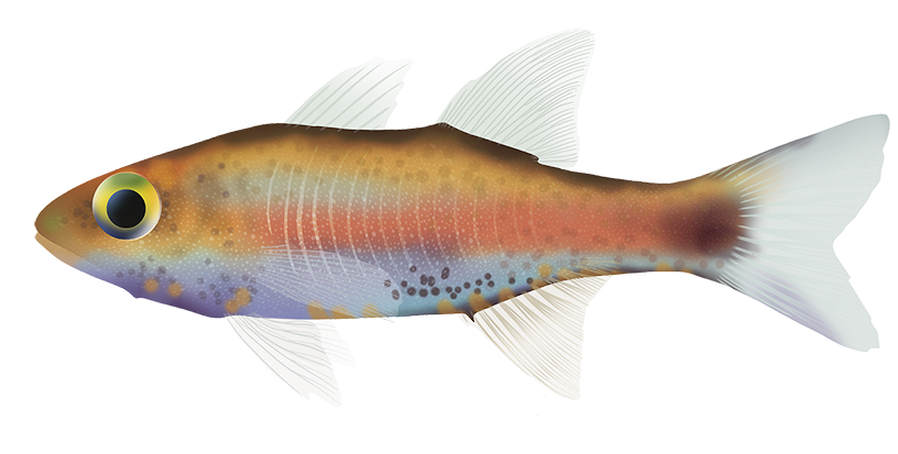 Wood's Siphonfish - Siphamia Cephalotes | Marinewise