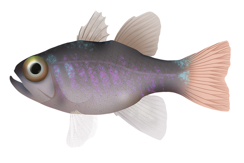 Ghost Cardinalfish - Nectamia Fusca | Marinewise