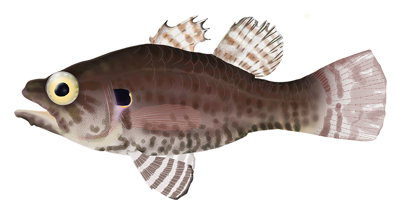 Variegated Cardinalfish - Fowleria Variegata | Marinewise