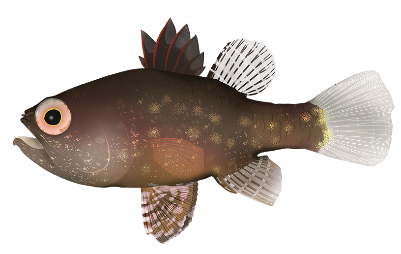 Yamba Cardinalfish - Foa Yamba | Marinewise