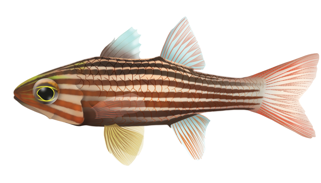 Tiger Cardinalfish - Cheilodipterus Macrodon | Marinewise