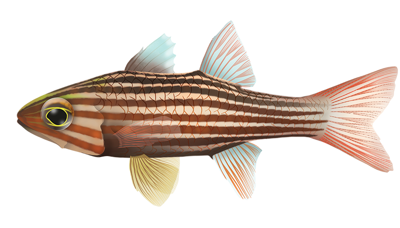 Tiger Cardinalfish - Cheilodipterus Macrodon | Marinewise