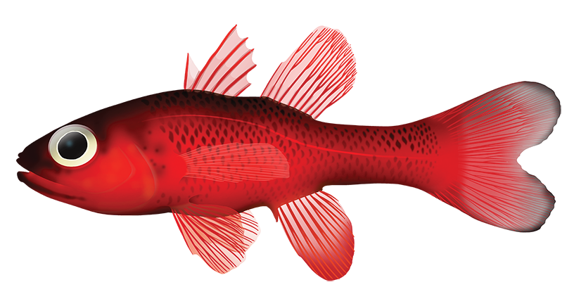 Big Red Cardinalfish - Apogon Unicolor | Marinewise