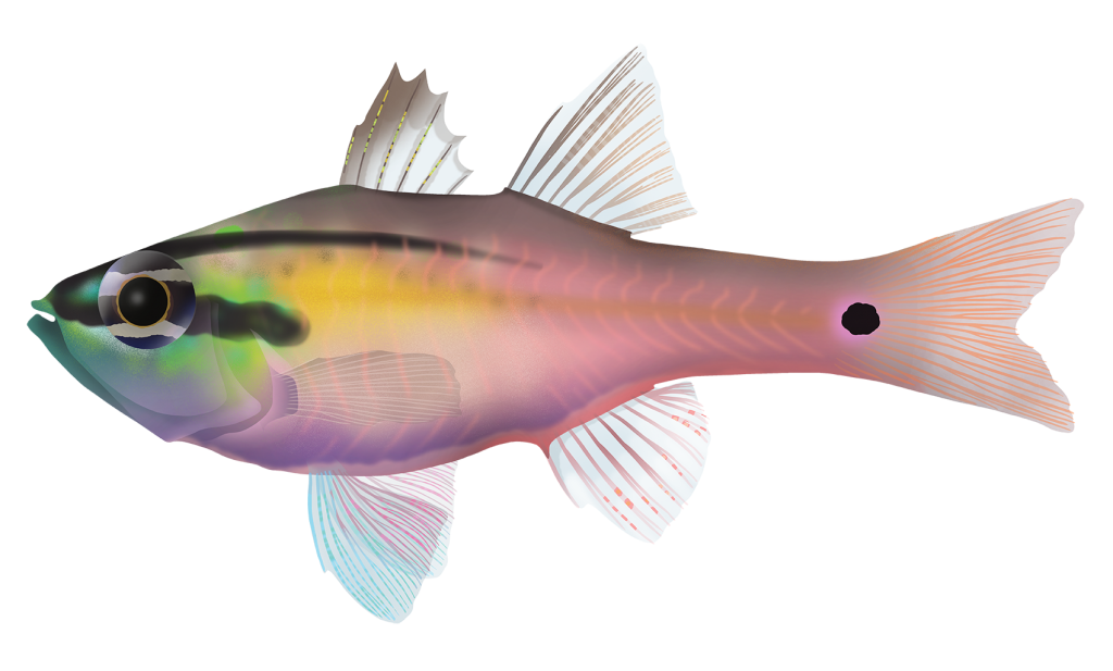 Half Lined Cardinalfish - Apogon Semilineatus | Marinewise