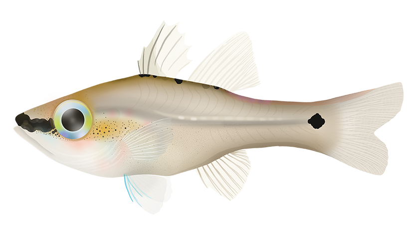 Sangi Cardinalfish - Apogon Sangiensis | Marinewise
