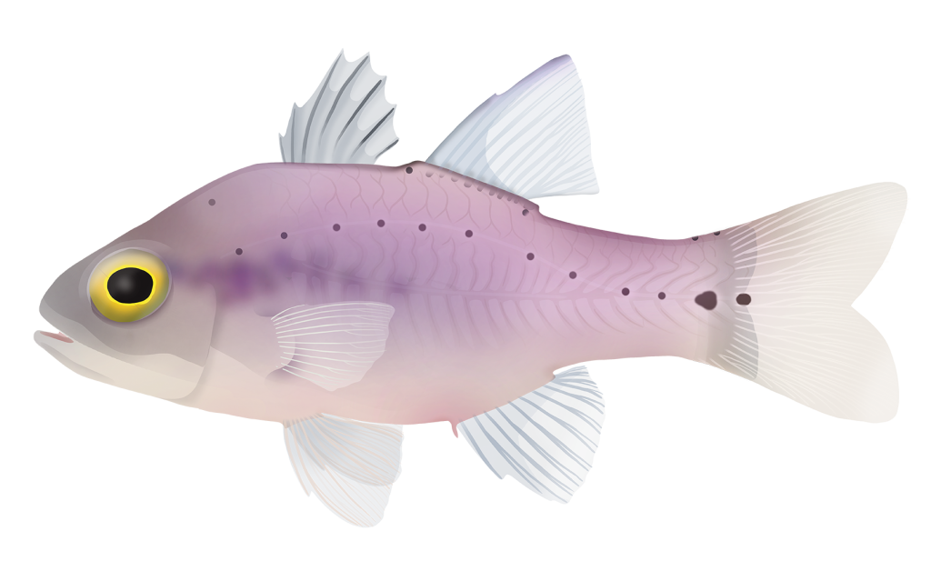 Western Gobbleguts - Apogon Rueppelli | Marinewise