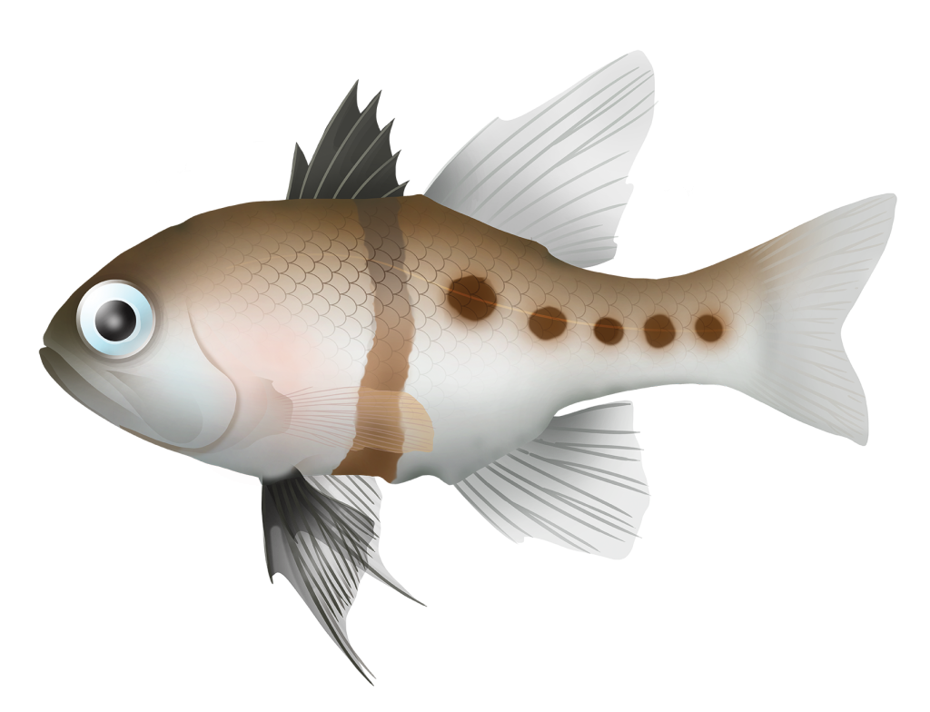 Spindle Egg Cardinalfish - Apogon Fusovatus | Marinewise