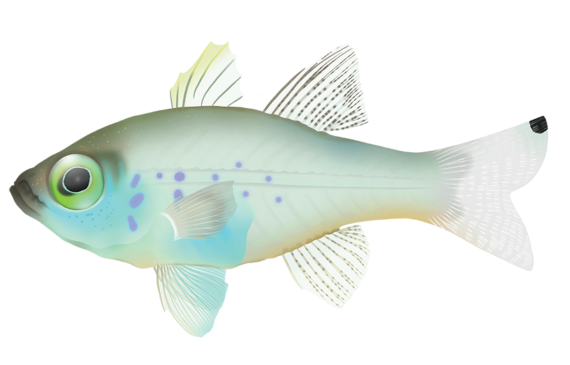 Fragile Cardinalfish - Apogon Fragilis | Marinewise