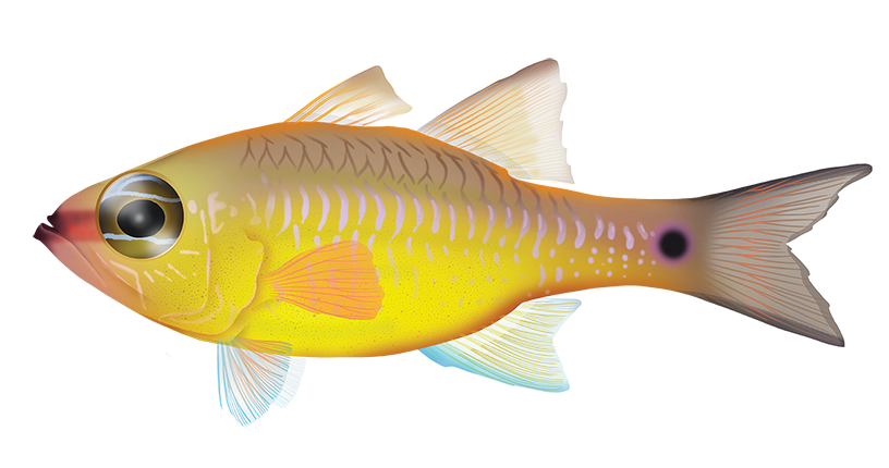 Yellow Cardinalfish - Apogon Flavus | Marinewise