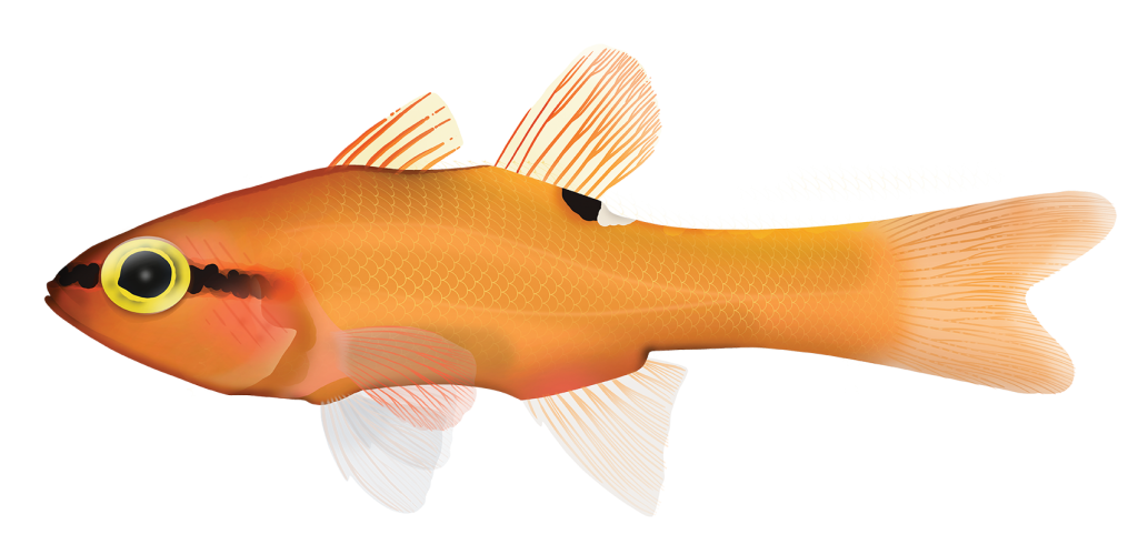 Cave Cardinalfish - Apogon Evermanni | Marinewise