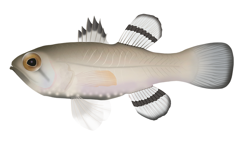 Flagfin Cardinalfish - Apogon Ellioti | Marinewise