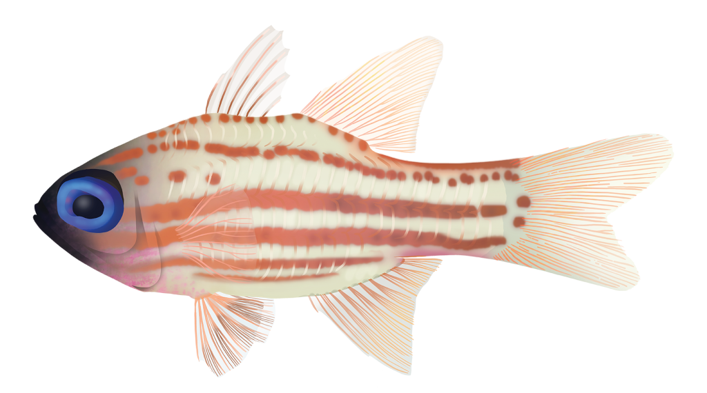 Blue Eye Cardinalfish - Apogon Compressus | Marinewise