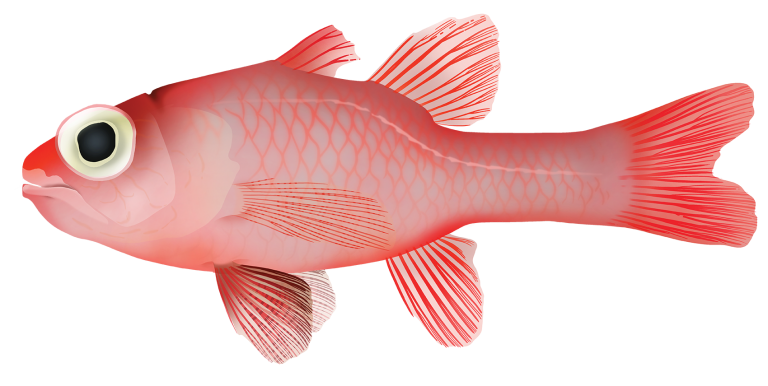 Ruby Cardinalfish - Apogon Coccineus | Marinewise