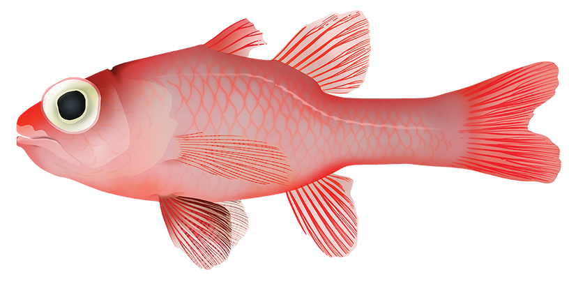 Ruby Cardinalfish - Apogon Coccineus | Marinewise