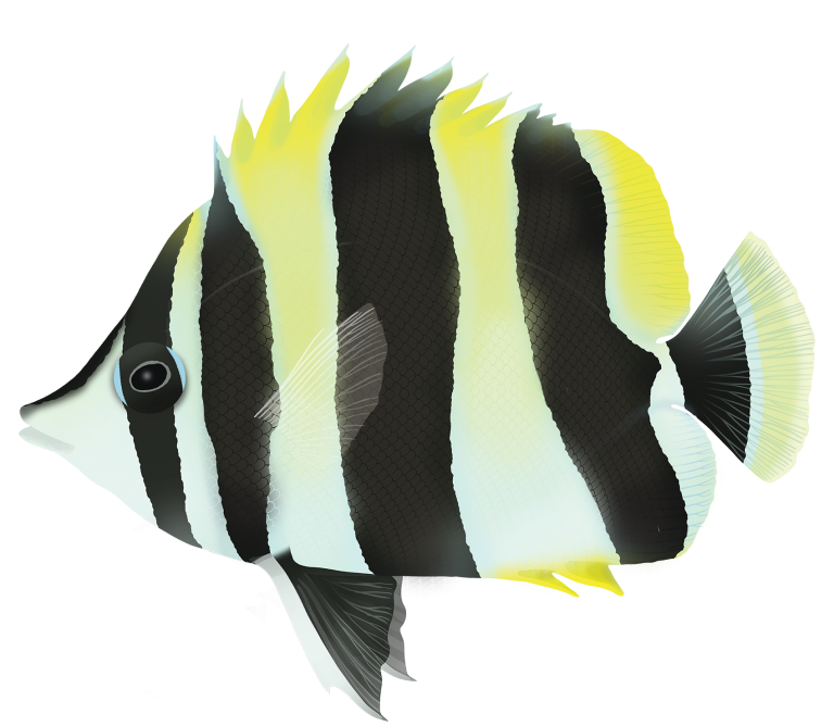 Lord Howe Butterflyfish - Amphichaetodon Howensis | Marinewise
