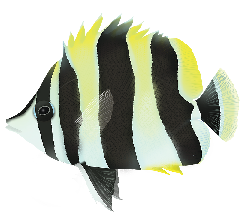 Lord Howe Butterflyfish - Amphichaetodon Howensis | Marinewise