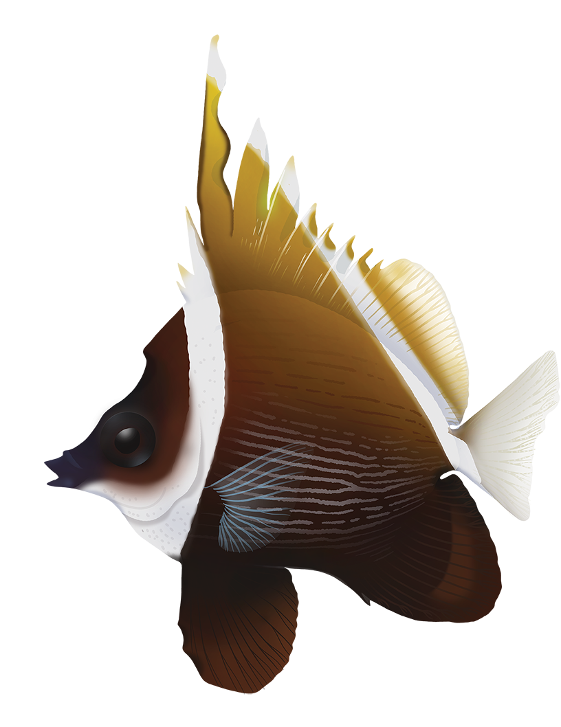 Horned Bannerfish - Heniochus Varius | Marinewise