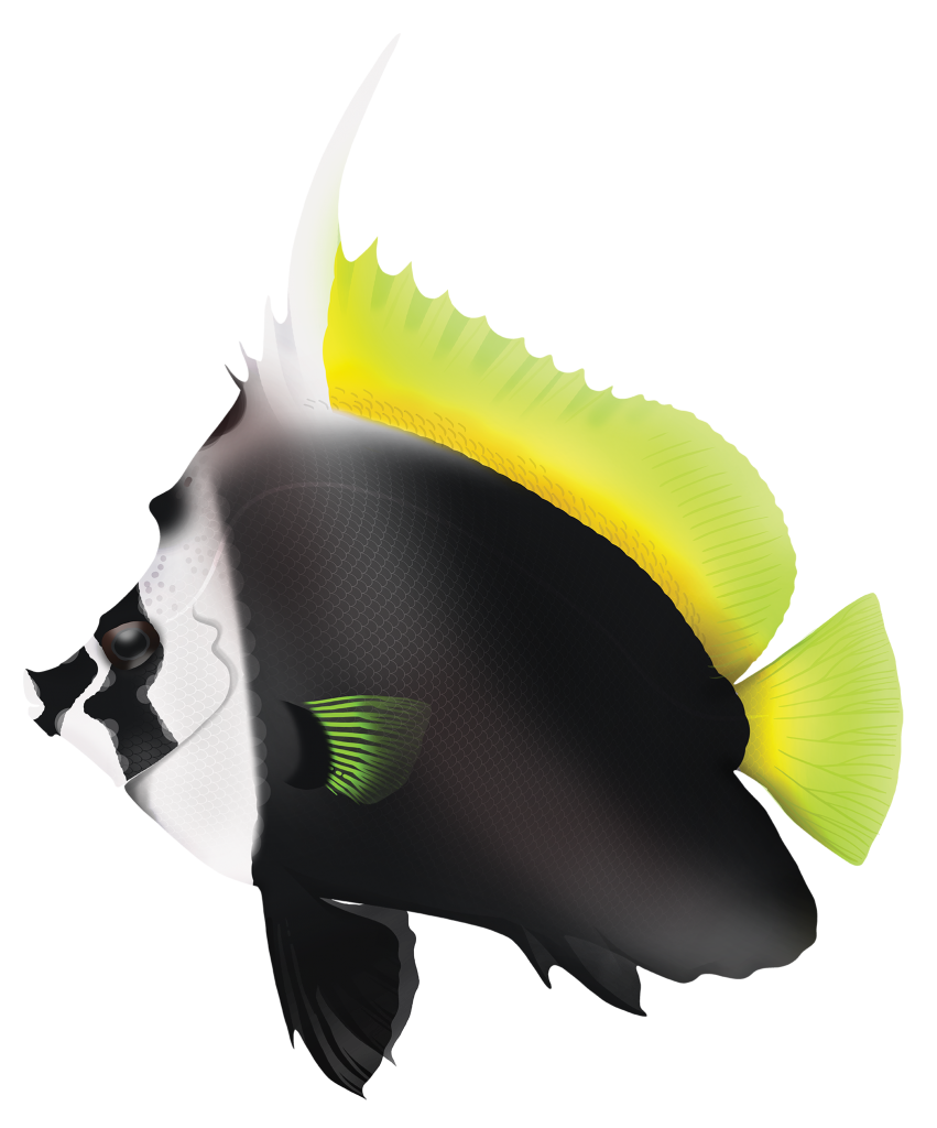 Singular Bannerfish - Heniochus Singularius | Marinewise