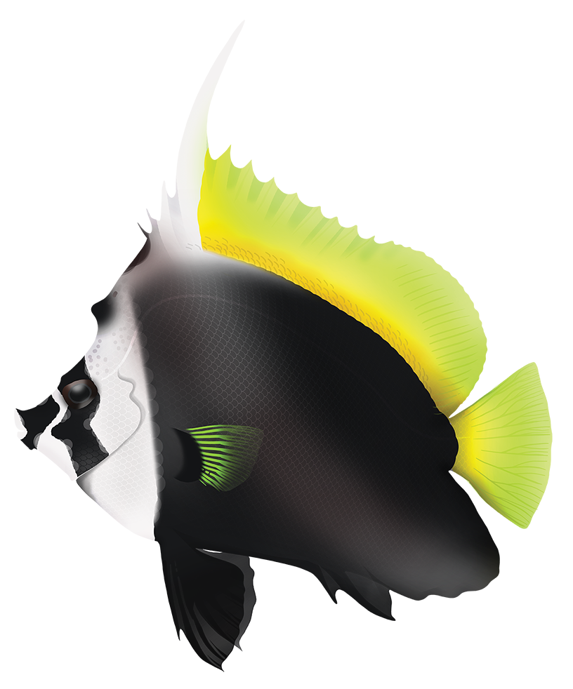 Singular Bannerfish - Heniochus Singularius | Marinewise