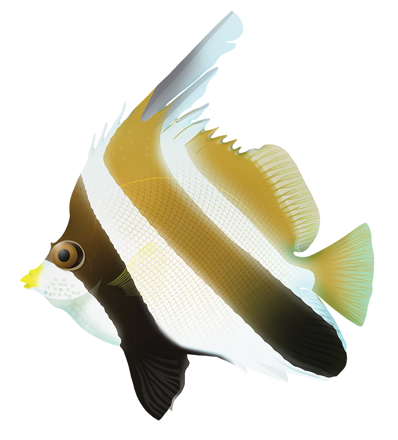 Pennant Bannerfish - Heniochus Chrysostomus | Marinewise