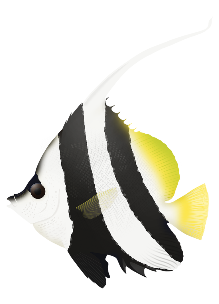 Longfin Bannerfish - Heniochus Acuminatus | Marinewise