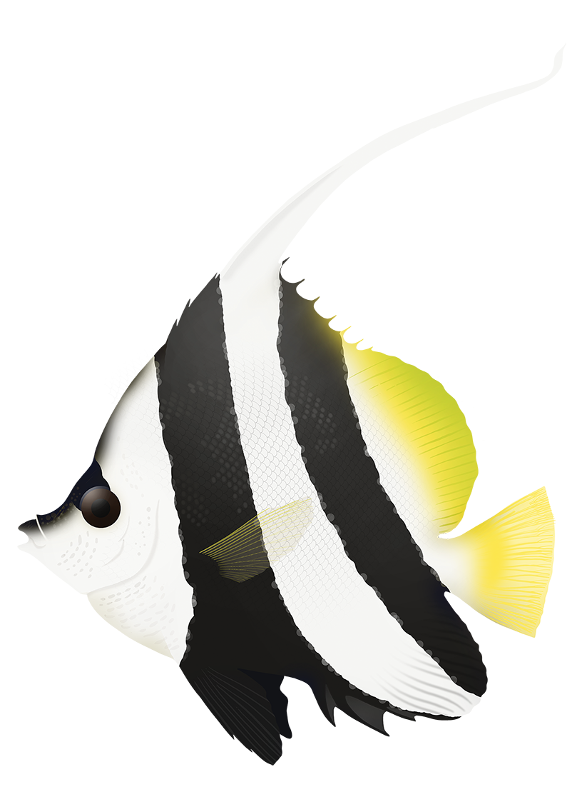 Longfin Bannerfish - Heniochus Acuminatus | Marinewise