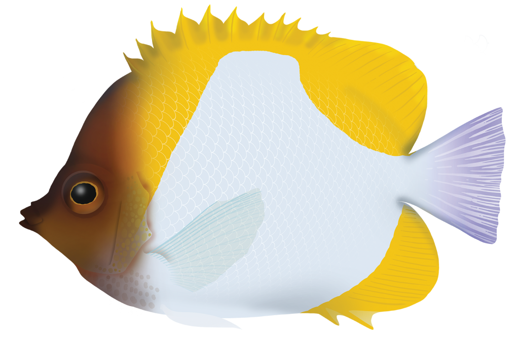 Pyramid Butterflyfish - Hemitaurichthys Polylepis | Marinewise