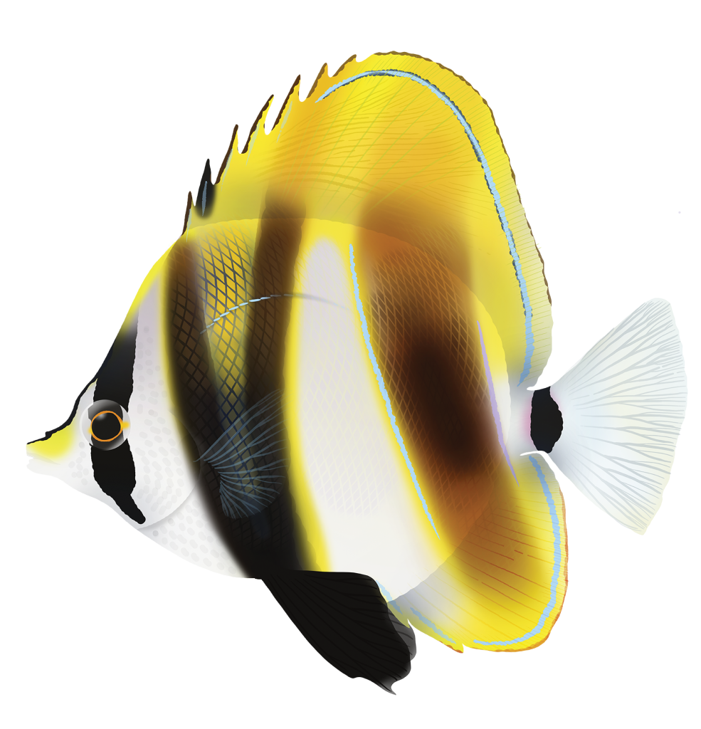 Highfin Coralfish - Coradion Altivelis | Marinewise