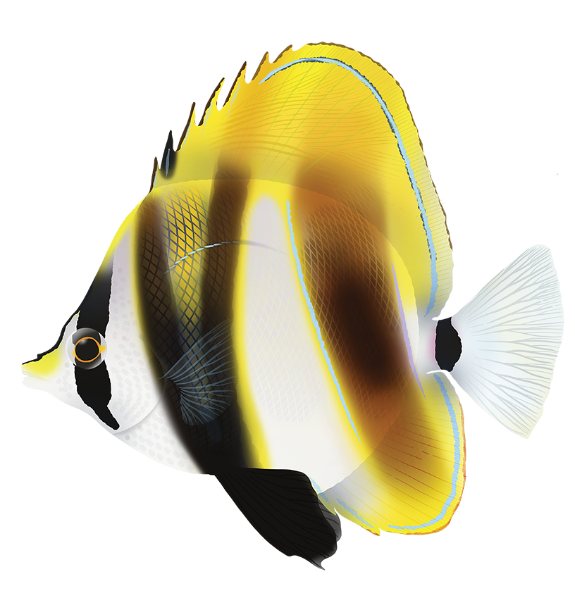 Highfin Coralfish - Coradion Altivelis | Marinewise