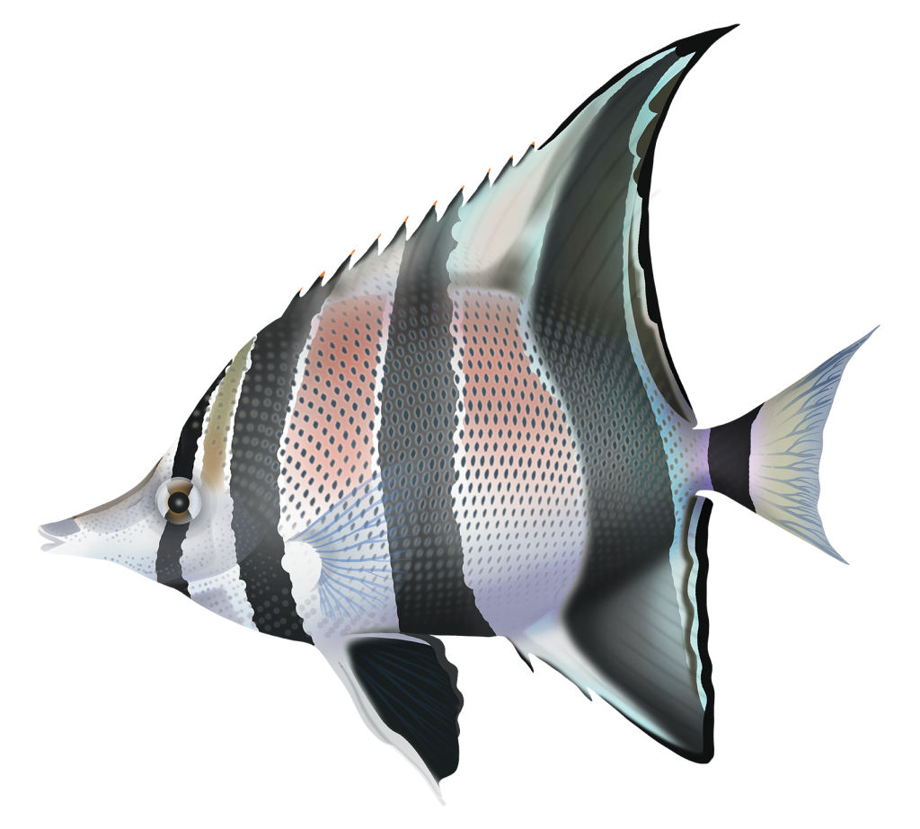 Western Talma - Chelmonops Curiosus | Marinewise