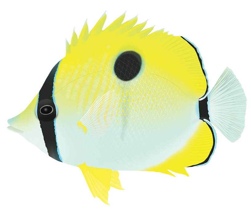 Teardrop Butterflyfish - Chaetodon Unimaculatus | Marinewise