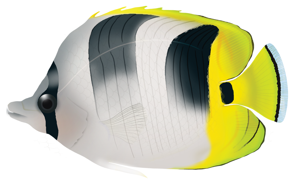 Doublesaddle Butterflyfish - Chaetodon Ulietensis | Marinewise