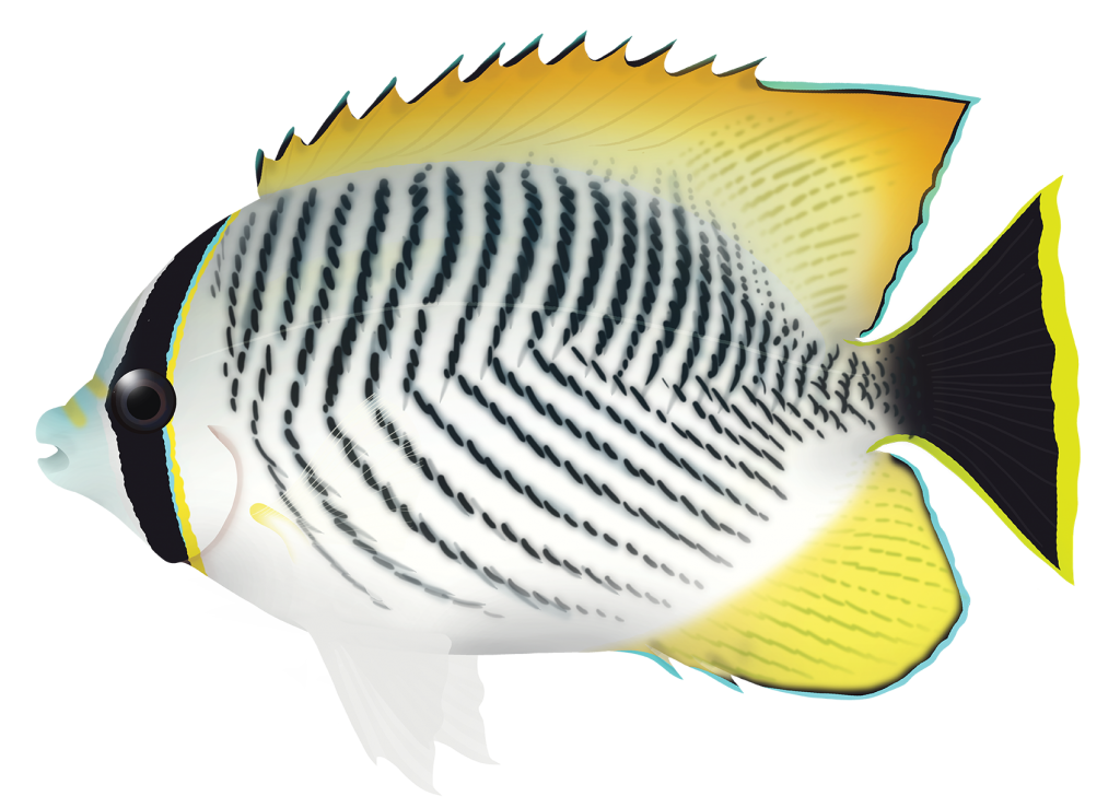 Chevron Butterflyfish - Chaetodon Trifascialis | Marinewise